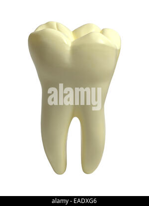 Large Single Molar Human Tooth Isolated on White Background Stock Photo ...