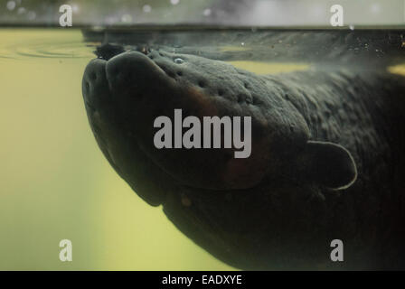 Electric eel Electrophorus electricus this air breathing freshwater ...