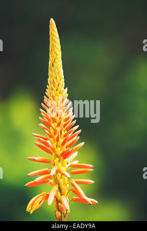 Orange torch ginger flower Stock Photo - Alamy