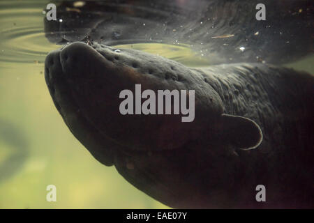 Electric eel (Electrophorus electricus varii), breathing air (they have ...