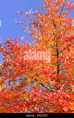 Autumn Foliage of a Tupelo or Black Gum Tree (Nyssa sylvatica) in a ...