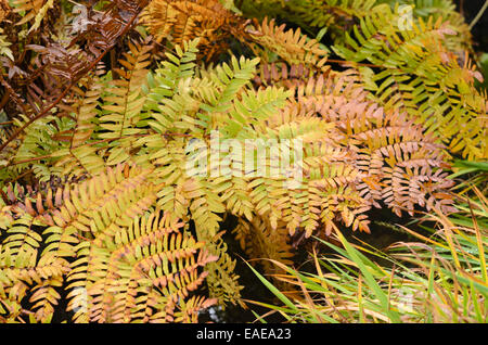Osmunda regalis Royal Fern, Autumn Leaves Yellow Fern Pennisetum ...