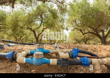 Olive grove with drip irrigation system, Alentejo, Portugal Stock Photo ...