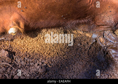 Maggots On Carcass Stock Photo - Alamy