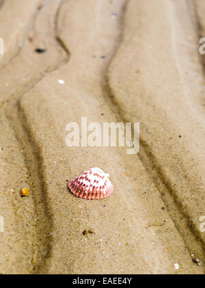 Scallop shell or beach sand Stock Photo - Alamy