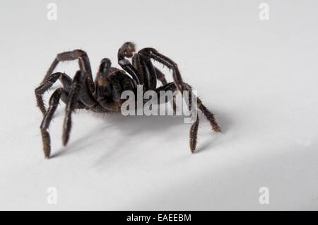 Black Ummidia Spider. Side view attack position Stock Photo - Alamy