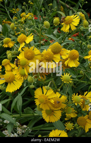 yellow flowers in a garden Stock Photo - Alamy