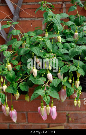 Bella Rosella Giant Fuchsia trailing in hanging basket Stock Photo - Alamy