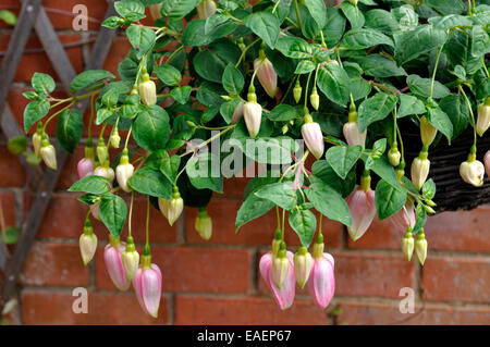 Bella Rosella Giant Fuchsia trailing in hanging basket Stock Photo - Alamy