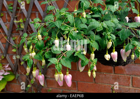 Bella Rosella Giant Fuchsia trailing in hanging basket Stock Photo - Alamy
