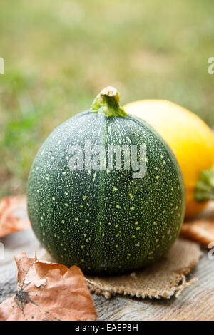 yellow round zucchini at farmers market or garden, harvest of fresh ...