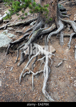 Roots above the ground Stock Photo - Alamy