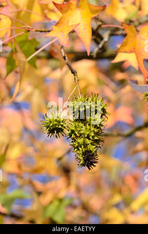 Fall foliage and fruit of the American Sweetgum (Liquidambar ...