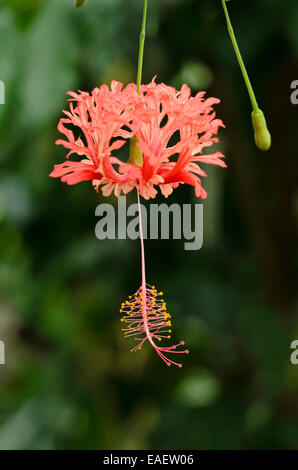 Hibiscus schizopetalus, fringed rosemallow, Japanese lantern, coral ...