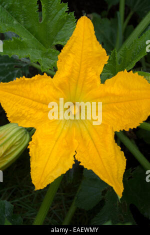 Courgette. The flowering of the courgette plant. Home gardening Stock ...
