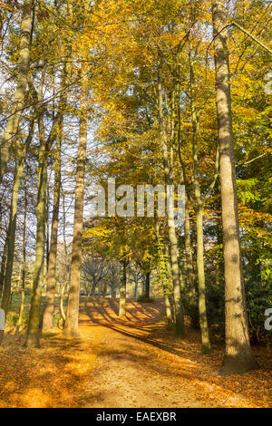 Broadleaf forest in vibrant yellow and orange autumn colors with ...