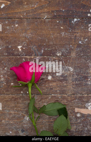 Pink roses with the stem on a painted white wooden background Stock ...