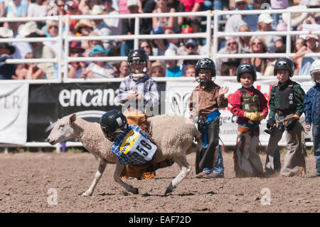 Mutton busting event, children riding sheep, Strathmore Heritage Days ...