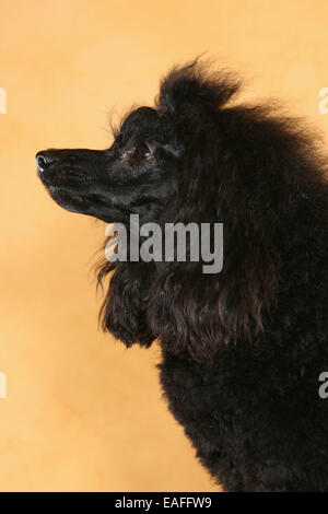 side profile of black miniature poodle standing in orange fall leaves ...