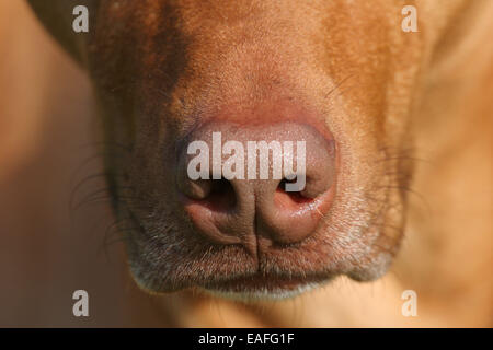 Rhodesian Ridgeback nose Stock Photo - Alamy