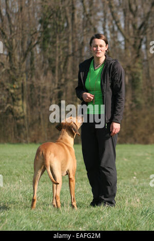 old female Rhodesian Ridgeback Stock Photo - Alamy