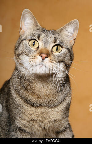 Adult domestic cat Stock Photo - Alamy