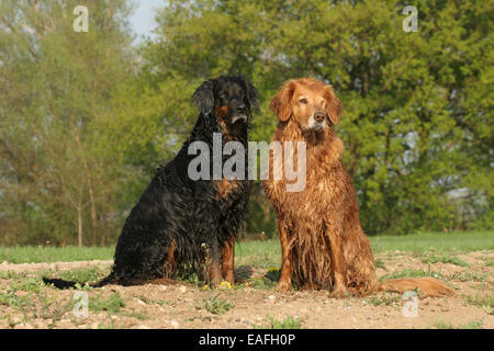 Golden Retriever & Gordon Setter Stock Photo - Alamy