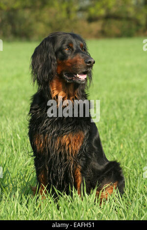 sitting Gordon Setter Stock Photo - Alamy