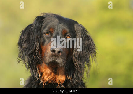 Gordon Setter Dog, Portrait of Adult in Long Grass Stock Photo - Alamy