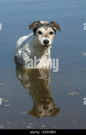 Parson Russell Terrier standing on its hind legs Stock Photo - Alamy