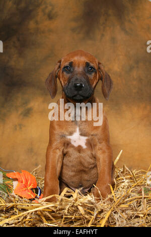 Rhodesian Ridgeback dog - sitting in snow Stock Photo - Alamy