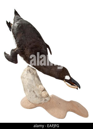 The Great Auk (Pinguinus impennis) was a large, flightless bird of the ...