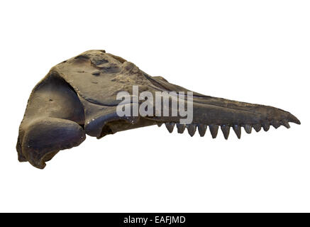 Prosqualodon davidi, skull cast Stock Photo - Alamy