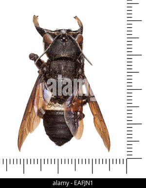 Megachile pluto, Wallace's giant bee Stock Photo - Alamy