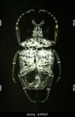 Goliath beetle (Goliathus goliatus). This is one of the largest species ...