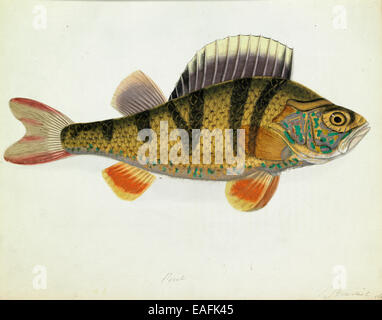 Illustration of European perch Perca fluviatilis, European seabass ...