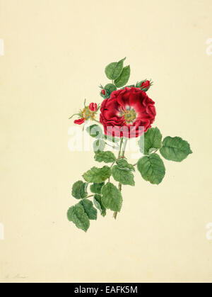 Rose (Rosa sp), Rosaceae Stock Photo - Alamy