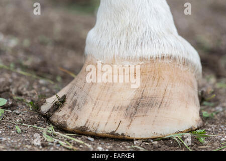 Neglected hoof Germany Stock Photo - Alamy