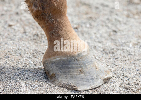 Neglected hoof Germany Stock Photo - Alamy