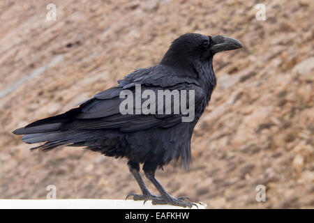 Raven perched on a ledge Stock Photo - Alamy