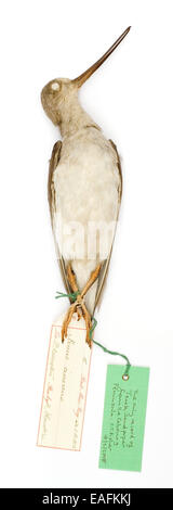 Terek sandpiper, (Xenus cinereus), animal, animals, bird, birds, snipe ...