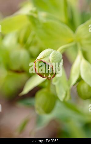 A plant of Helleborus foetidus, the Stinking Hellebore, after a night ...