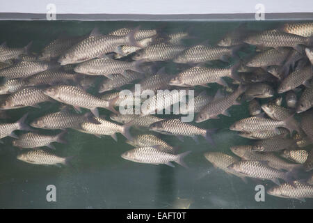 Kelah or Malaysian Red Mahseer (Tor tambroides) in a tank at a breeding ...
