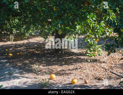 Orange trees in plantation. Agriculture trees Stock Photo - Alamy
