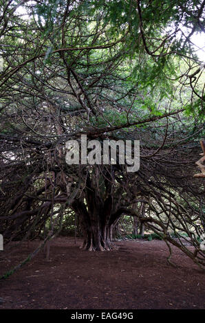 The Great Yew of Ormiston, a huge ancient yew tree near Ormiston in ...