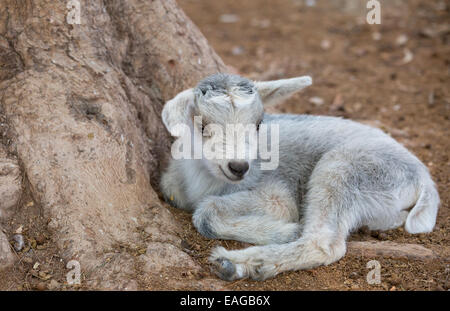 Little white goat lying on a pile of sand Stock Photo - Alamy
