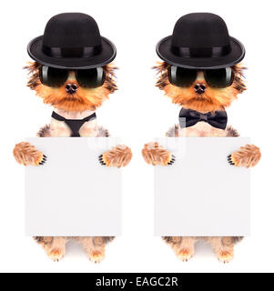 Dog dressed as mafia gangster and holding white paper banner Stock ...