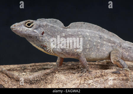 Cuban Brown Anole lizard. Anolis sagrei on fern leaf Stock Photo ...