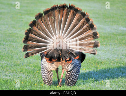 Rear view of Wild Turkey, Meleagris gallopavo, standing against white ...