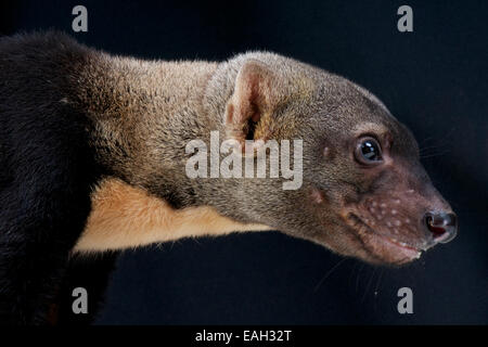 Tayra, Eira barbara, omnivorous animal from the weasel family. Tayra ...